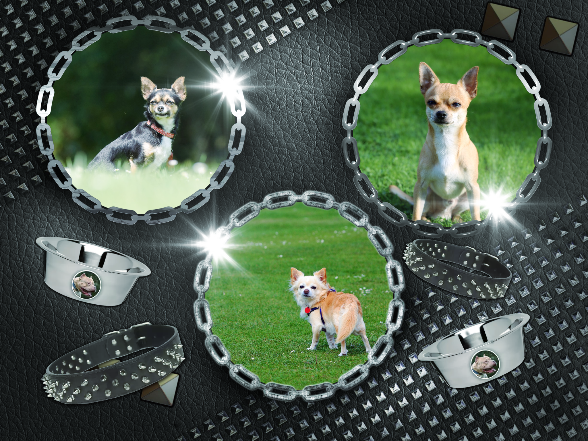 Tough Dog Collage Fun Photovisi
